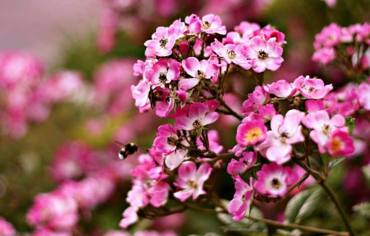 Simple Guide to Bokeh Photos and Changing Your Depth of Field